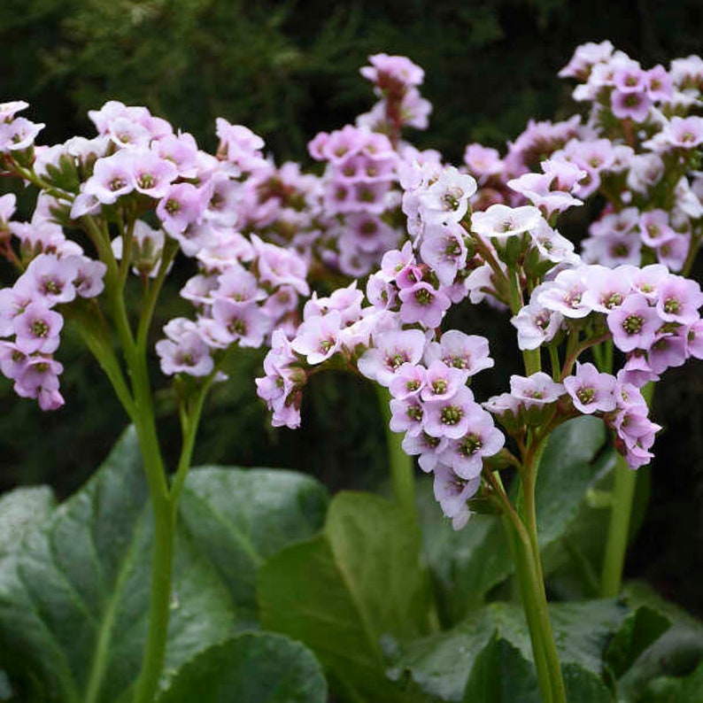 Pigsqueak ‘peppermint Patty’ Huge Clusters of Pink Flowers With Picotee ...
