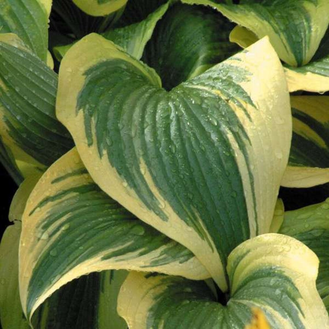Hosta Montana 'aureomarginata' Giant Creamy Variegated, Wavy Leaves ...