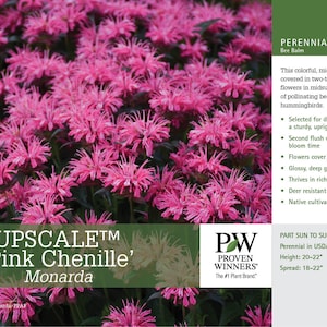 Bee Balm ‘pink Chenille’ Bright Pink Flowers Cover Fragrant Minty ...