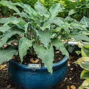Hosta ‘tears in Heaven’ - Heavily Ruffled Intense Blue Pointed Leaves ...