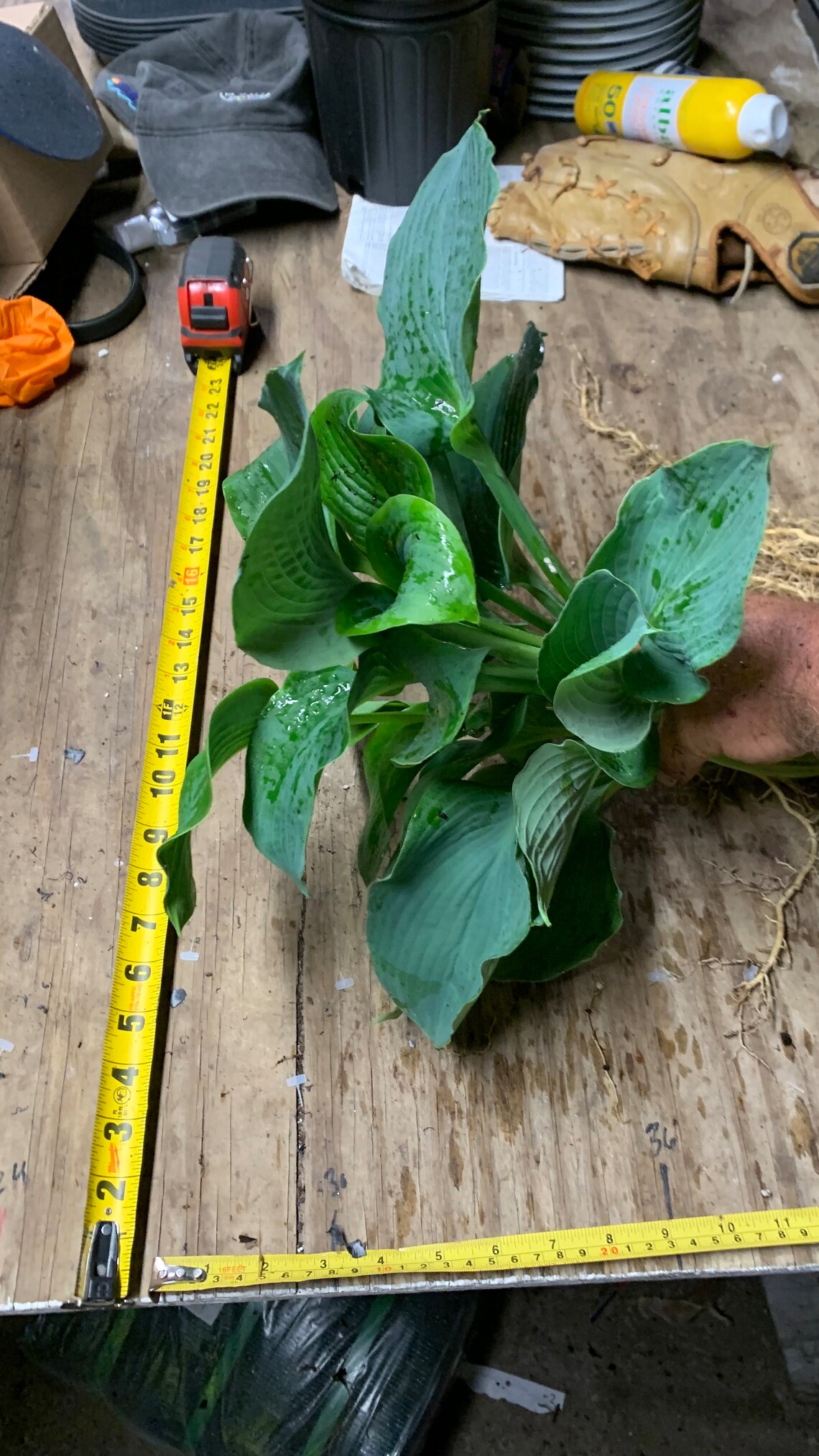 Hosta 'elegans' Classic Giant Blue Hosta - Etsy
