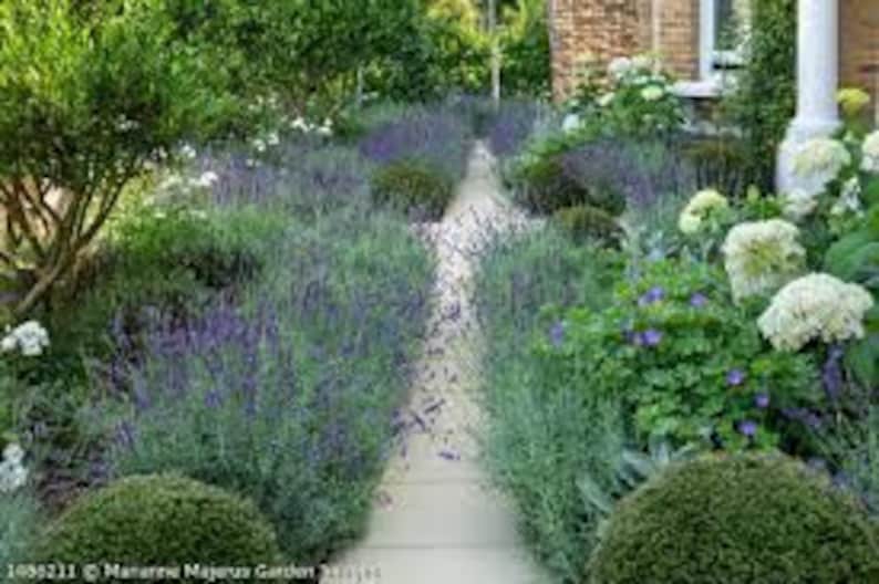 Lavender 'sweet Romance' Blue Flowers Above Fragrant Foliage! Compact ...