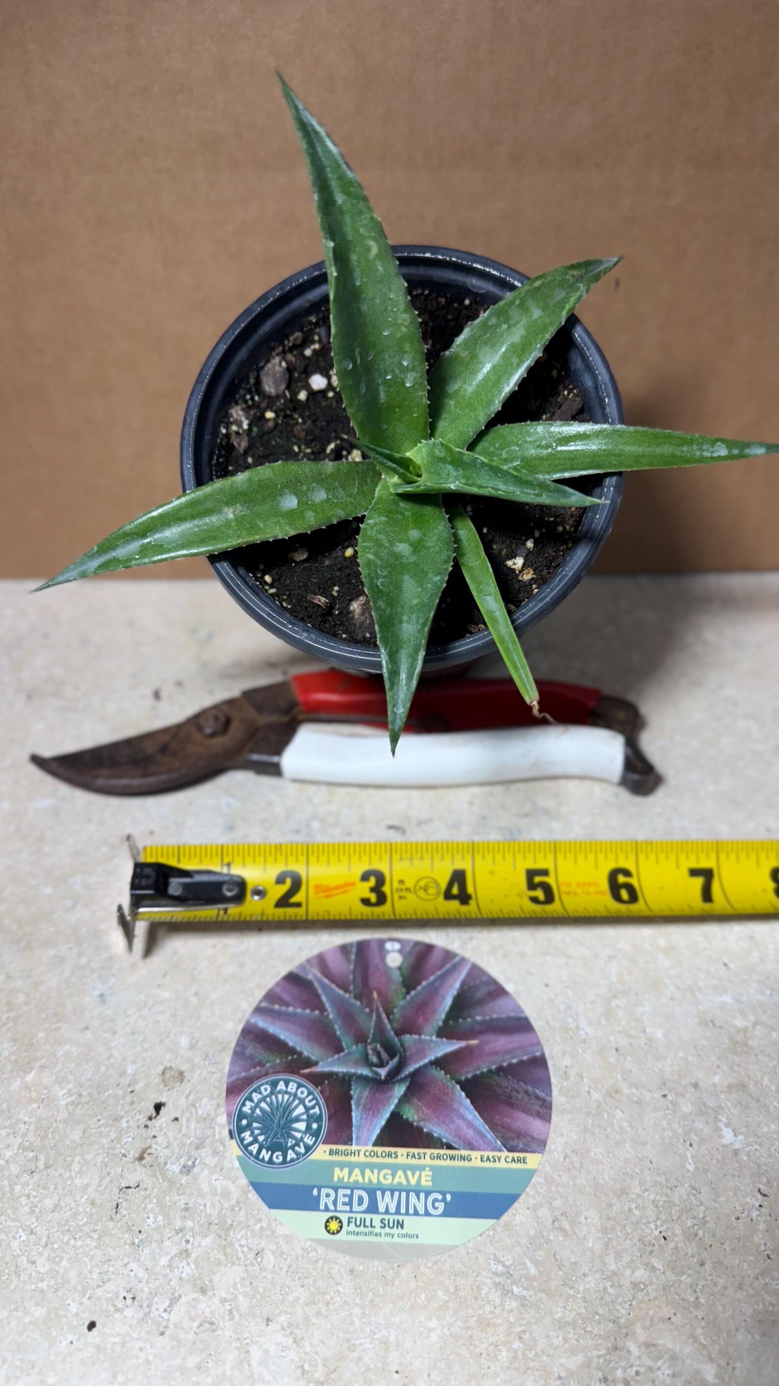 Mangave ‘red Wing’ Multicolored Bright Red Variegated Leaves With ...
