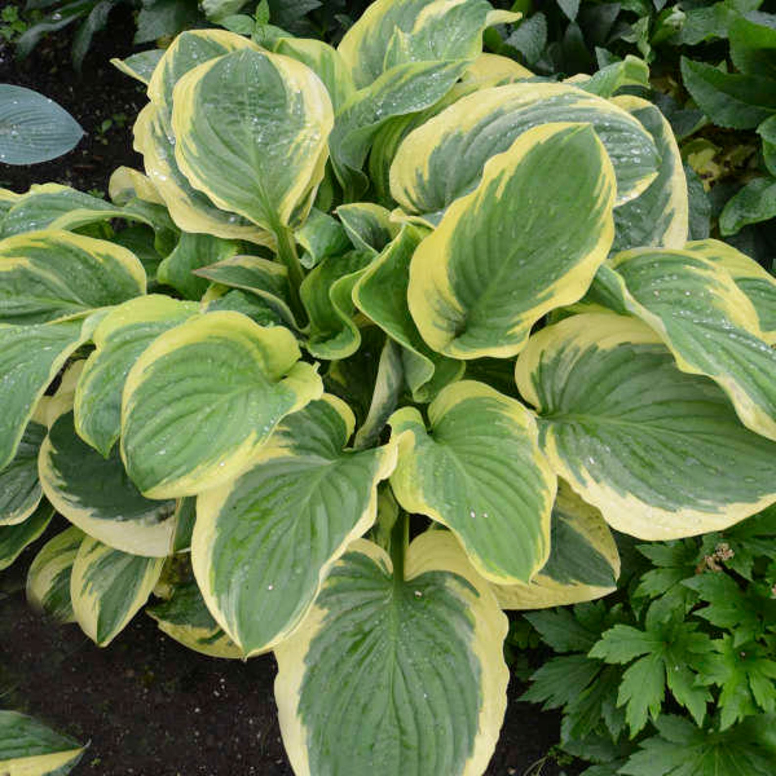 Hosta 'royal Wedding' - Variegated Leaves and Sweetly Fragrant, Large 3 ...