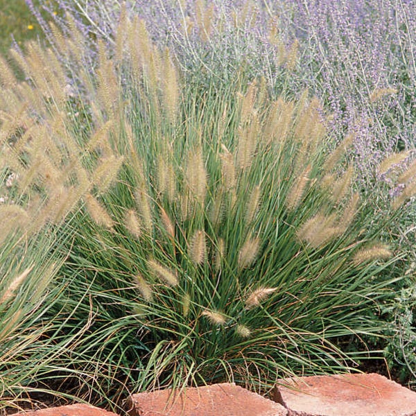 Fountain Grass - Etsy