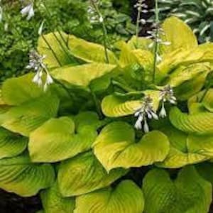 Hosta ‘age of Gold’ - Giant Gold Hosta, Spectacular! - Perennial - Etsy