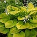 Hosta ‘age of Gold’ - Giant Gold Hosta, Spectacular! - Perennial - Etsy