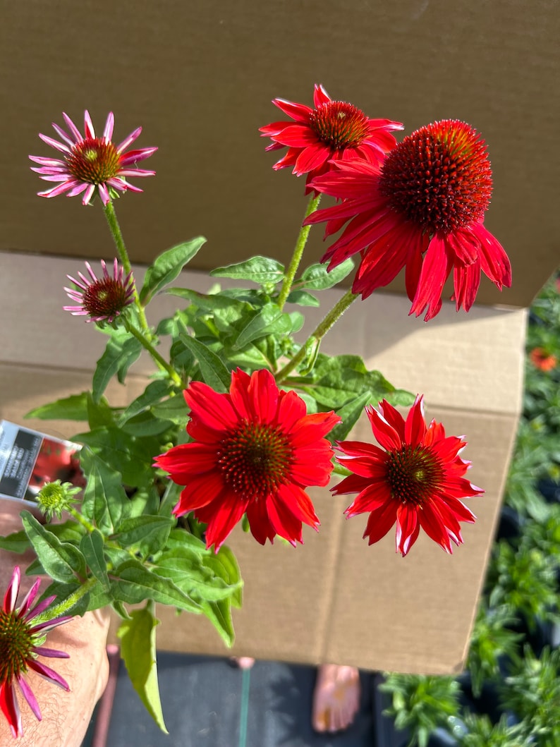 Coneflower 'salsa Red Sombero’ Sunning, Dark Red Flowers, Dark Cone ...
