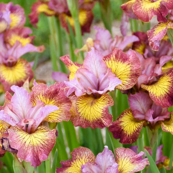 Iris Siberian 'fiddles on Fire' Unique Mauve-rose Flowers, Striking ...