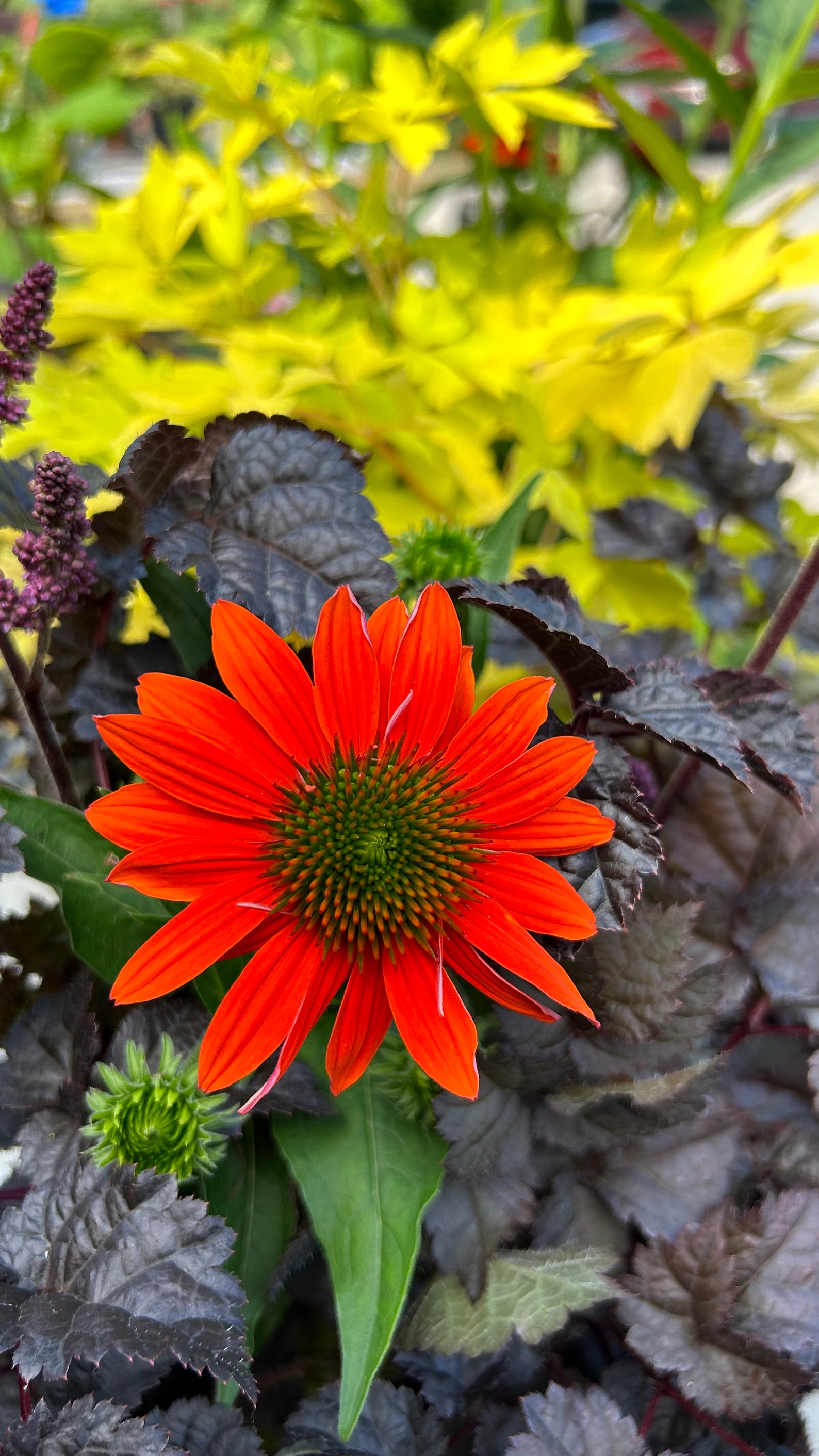 Coneflower 'salsa Red Sombero’ Sunning, Dark Red Flowers, Dark Cone ...