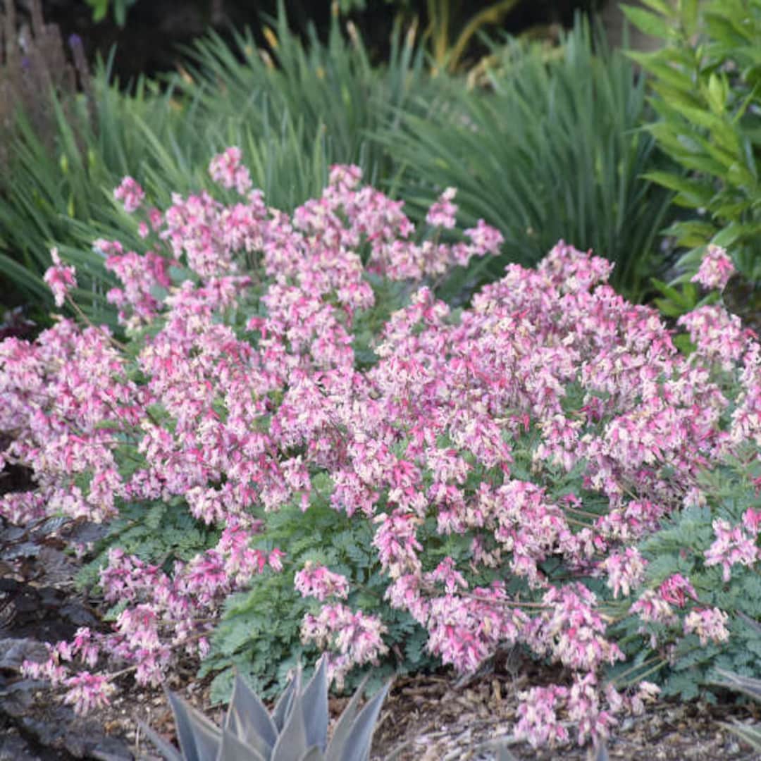 Bleeding Heart Alpine ‘pink Diamonds’ - Pink Everblooming Flowers ...