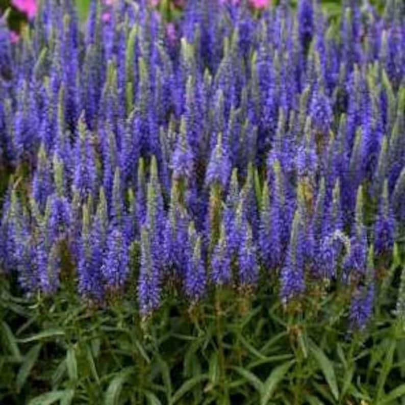 Speedwell ‘wizard of Ahhs’ Dark Blue-violet Paintbrush-type Flowers on ...