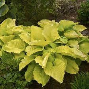 Hosta ‘age of Gold’ - Giant Gold Hosta, Spectacular! - Perennial - Etsy