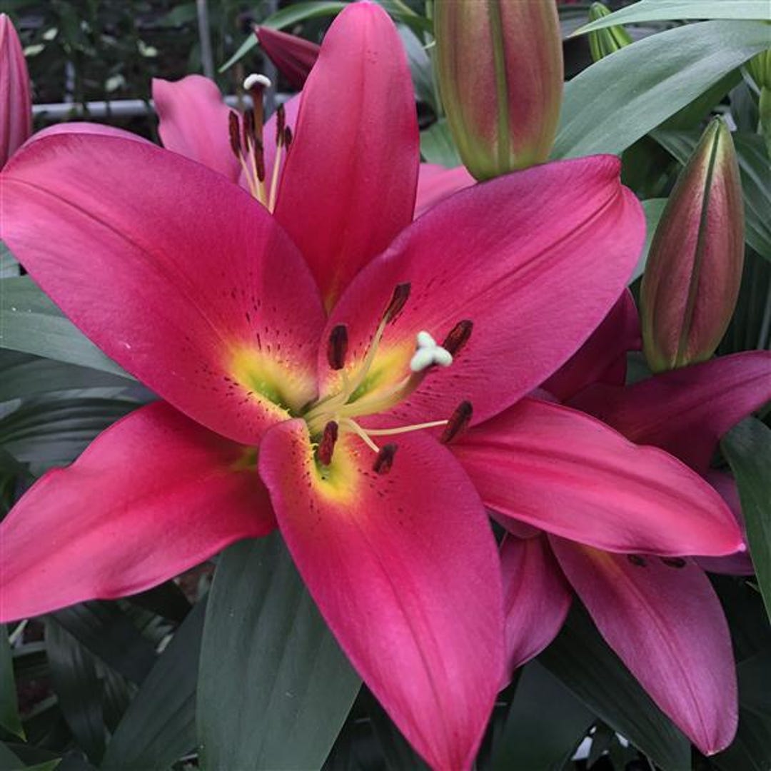 Lily Tree- 'touchstone'- Huge Fragrant Plum-purple Flowers With a ...