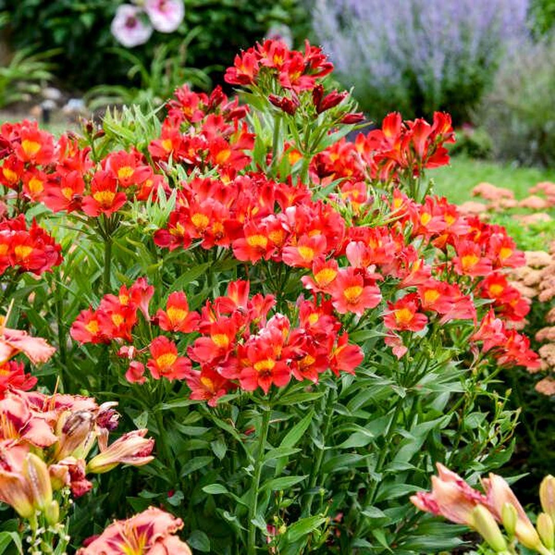 Peruvian Lily ‘summer Heat’ Large Red Flowers With Yellow Central Flare ...