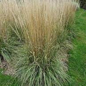 Feather Reed Grass 'hello Spring!'-upright, Arching, Variegated Foliage ...