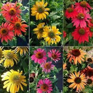 Coneflower ‘cheyenne Spirit’ - Dynamic Mix of Flower Colors - Echinacea ...