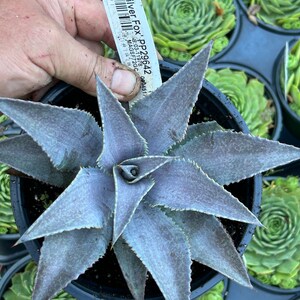 Mangave ‘silver Fox’ - Wide, Glowing White, Silvery-blue Leaves With ...