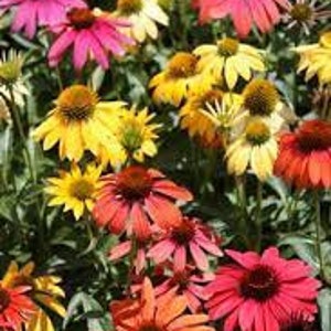 Coneflower ‘cheyenne Spirit’ - Dynamic Mix of Flower Colors - Echinacea ...