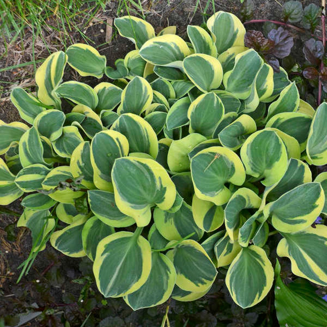 Hosta -‘mighty Mouse’ - Miniature Slug Proof Variegated Hosta ...