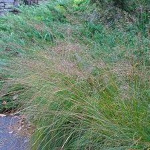 Grass Prairie Dropseed 'gone With the Wind' - Wispy, Airy and Aromatic ...