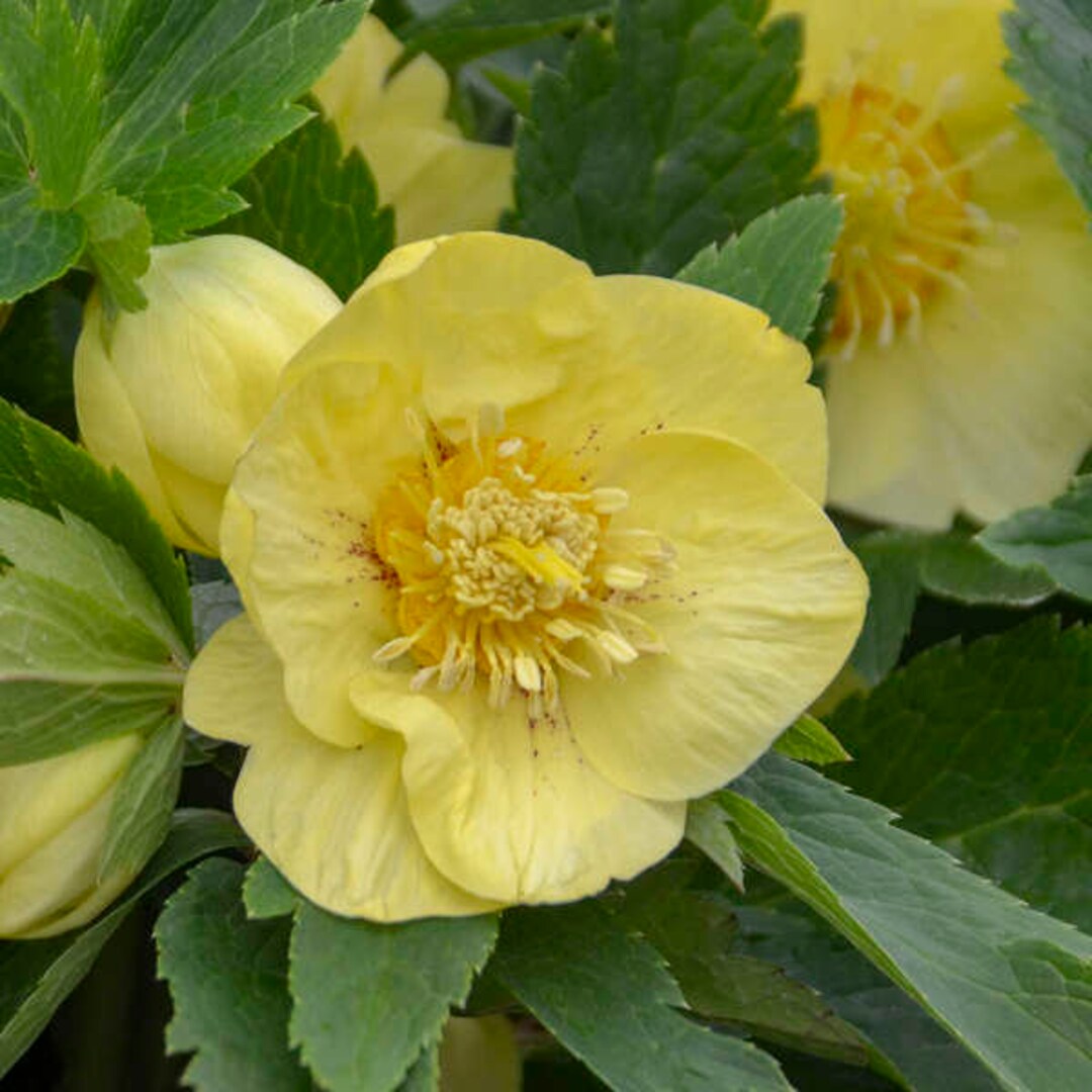 Lenten Rose ‘california Dreaming’ -huge 3”+ Semi-double Yellow ...