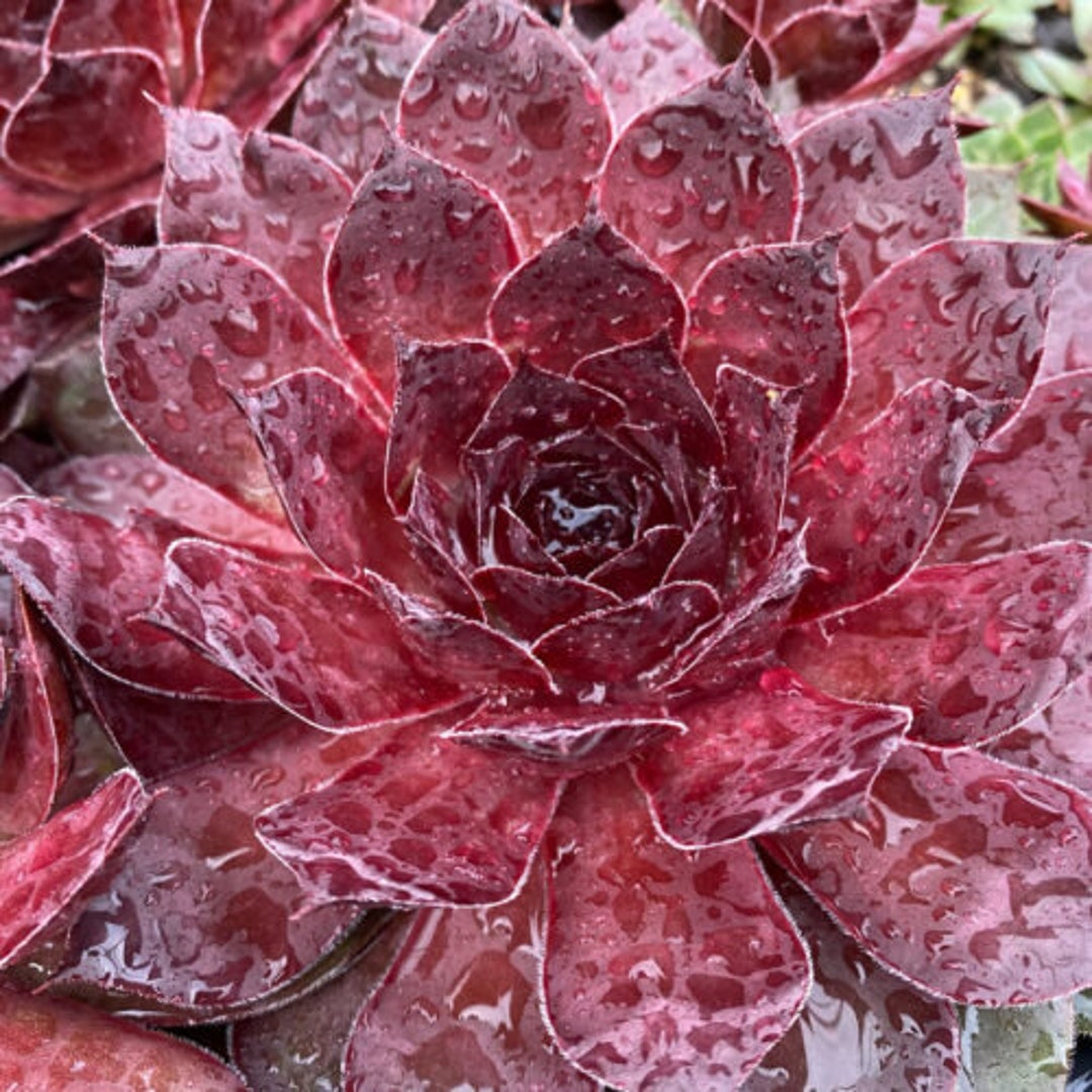 Hen and Chicks- Chick Charms Giant ‘maroon Mountain'- Large Hen of Deep ...