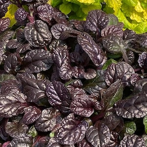 Deep Purple Ajuga Plant - Etsy