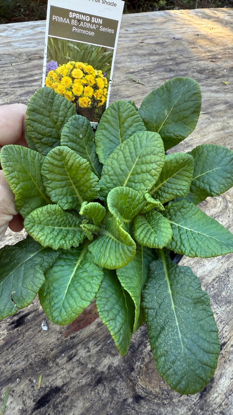 Primrose 'spring Sun’- Masses of Large, Rose-like Fragrant, Double ...