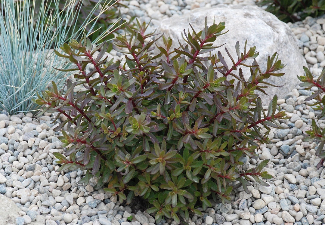 Stonecrop ‘jade Tuffet’ Bronze-green Serrated Leaves to Red-bronze W ...