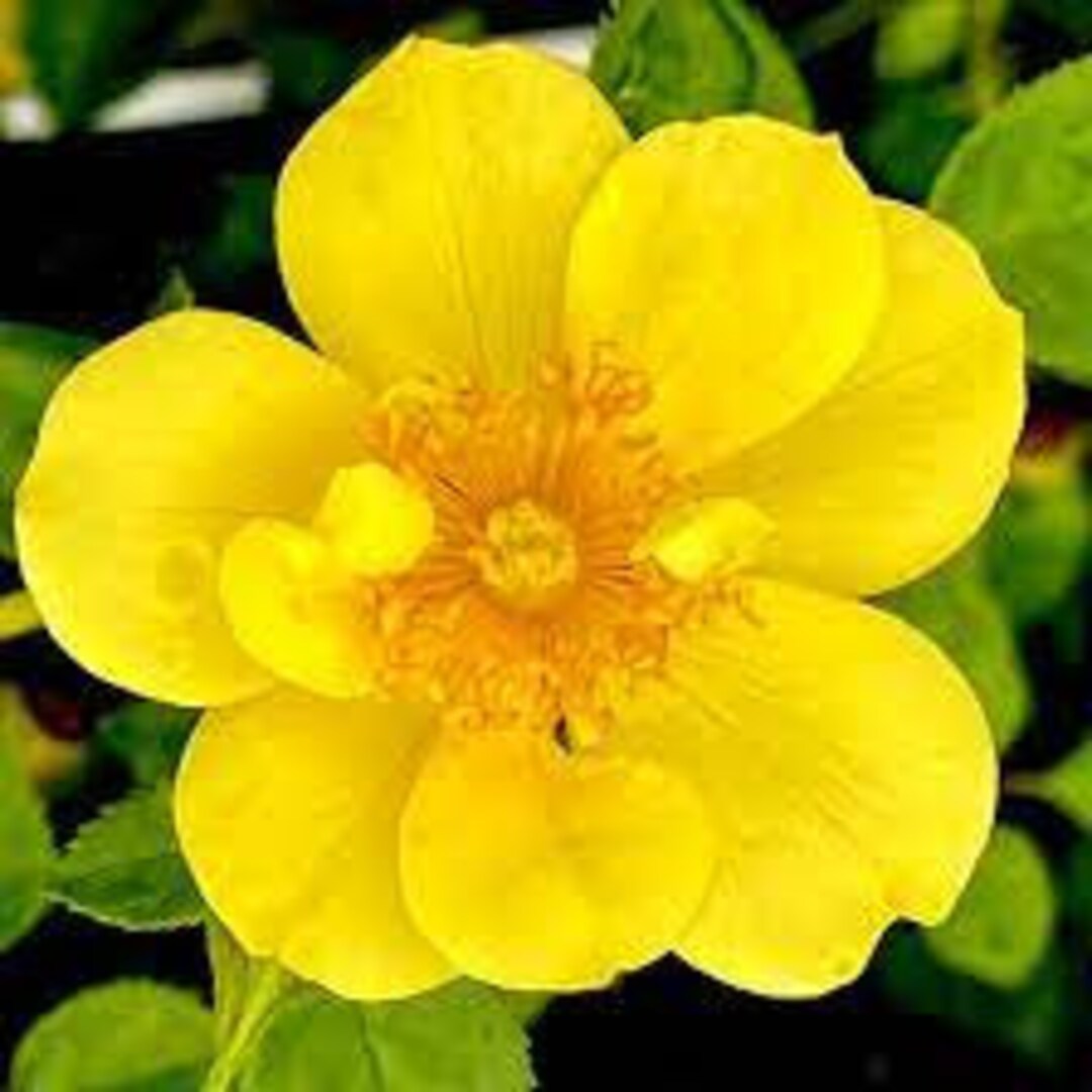 Rose 'lemon Zest' Fragrant Lemon Yellow Flowers Oso Easy Series Shrub ...