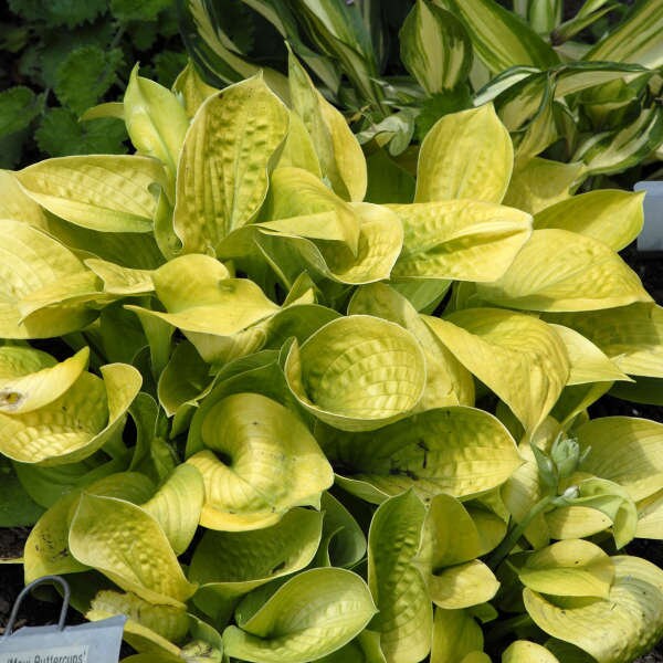 Hosta ‘maui Buttercups’ - Bright Buttery Gold Cupped Foliage Thats Slug ...