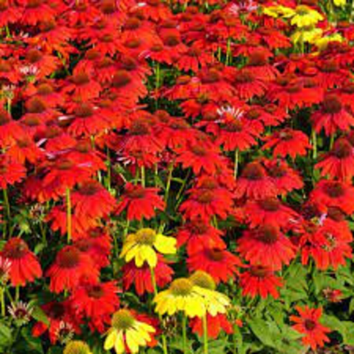Coneflower 'salsa Red’ - Red Flowers - Echinacea Sombrero Series ...