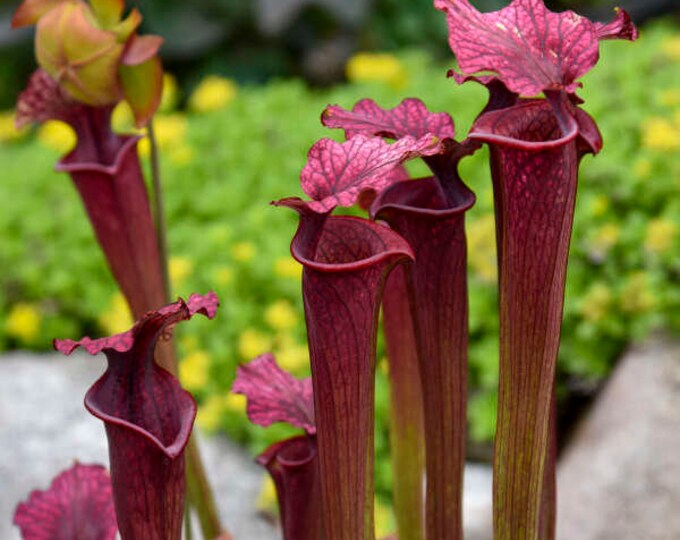 Sarracenia Purpurea Venosa ‘big Red’ (pitcher Plant) - Etsy