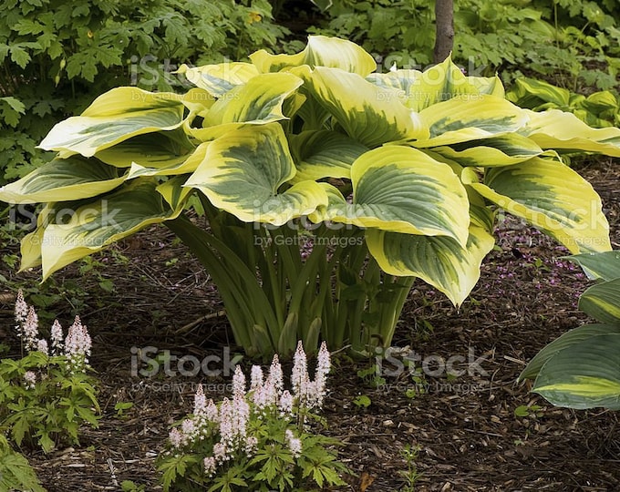 Hosta "june" - Etsy