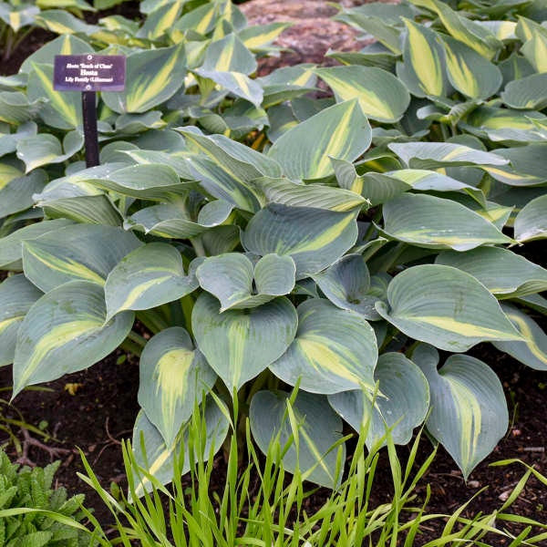 Hosta 'touch of Class’ Deep Frosty Blue Leaves With Variegated Creamy ...