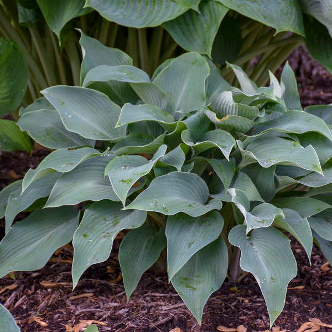 Hosta ‘halcyon’- BEST BLUE Medium Sized - Etsy