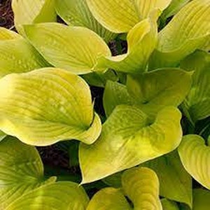Hosta ‘age of Gold’ - Giant Gold Hosta, Spectacular! - Perennial - Etsy