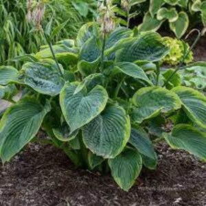 Hosta ‘terms of Endearment’ Huge Blue Leaves With Non-burning Yellow ...