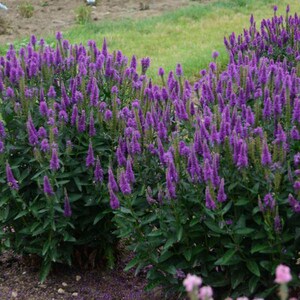 Speedwell ‘very Van Gogh’ Deep Fuchsia-purple Paintbrush-like Flowers ...