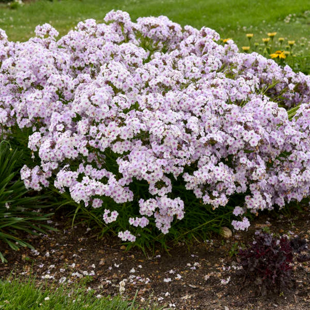 Phlox ‘opening Act ‘pink-a-dot' Fragrant White Flowers With Dark Pink ...