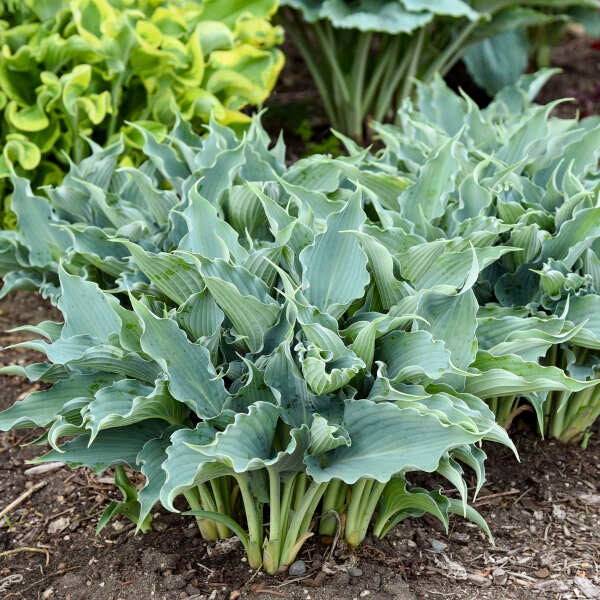 Hosta ‘waterslide’ - Ride the Blue Waves! - Blue Hosta - Perennial - Etsy