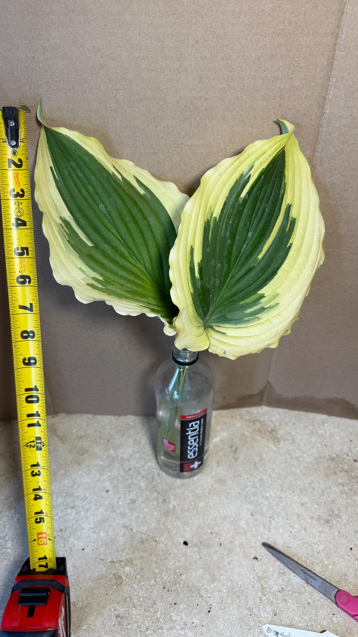 Hosta 'trendsetter’ - Green Heart-shaped Leaves With Wide, Yellow ...