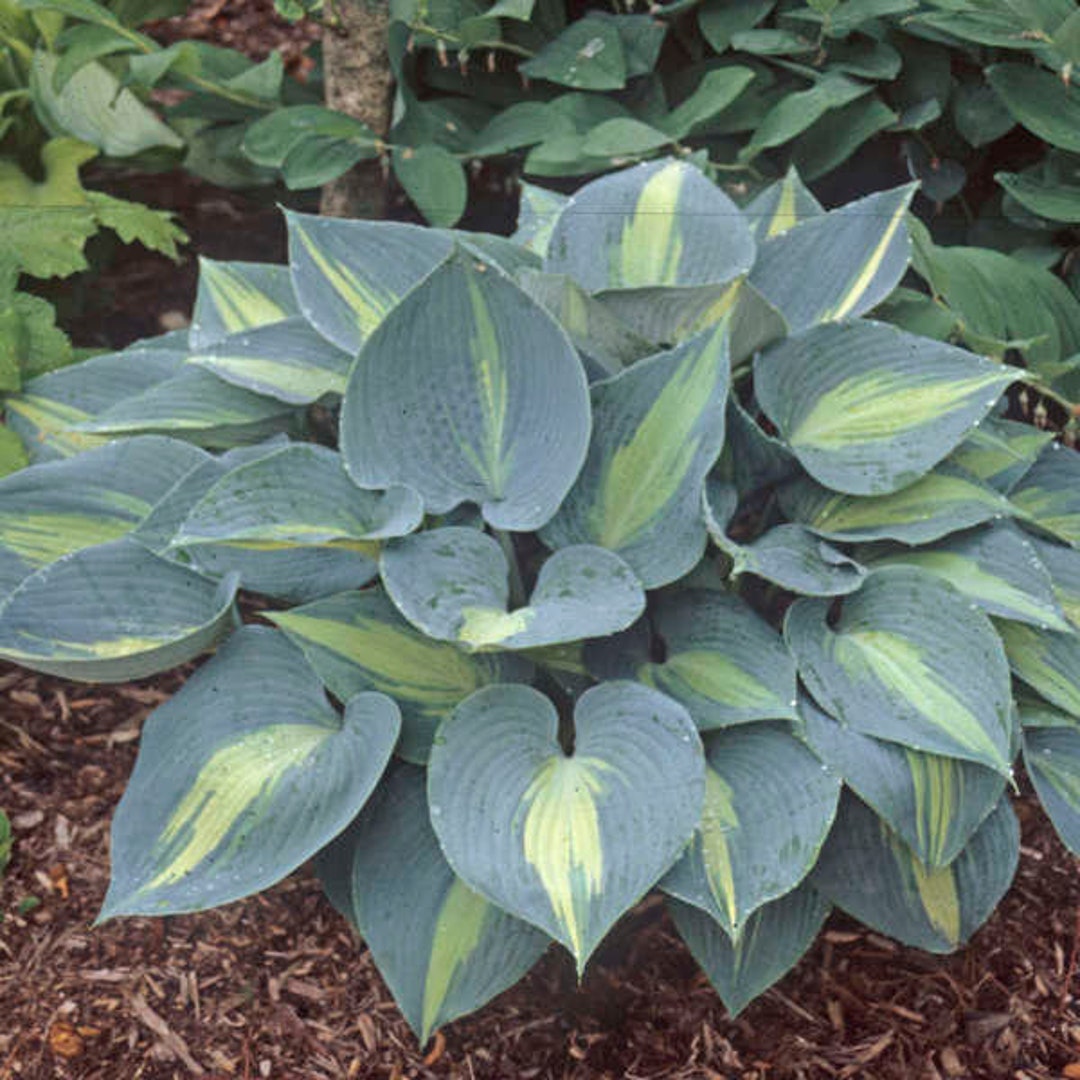 Hosta 'touch of Class’ - Intense Blue With Yellow Center, Slug Proof ...
