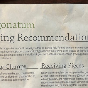 Solomon’s Seal 'ruby Slipper’s' - Dainty, White Bell Flowers Held on ...