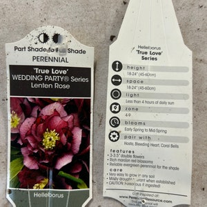 Lenten Rose ‘true Love’ -double Deep Maroon Red Flowers - Helleborus ...
