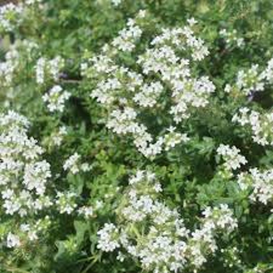 Creeping White Thyme 'albiflorus'-fragrant Evergreen Groundcover White ...