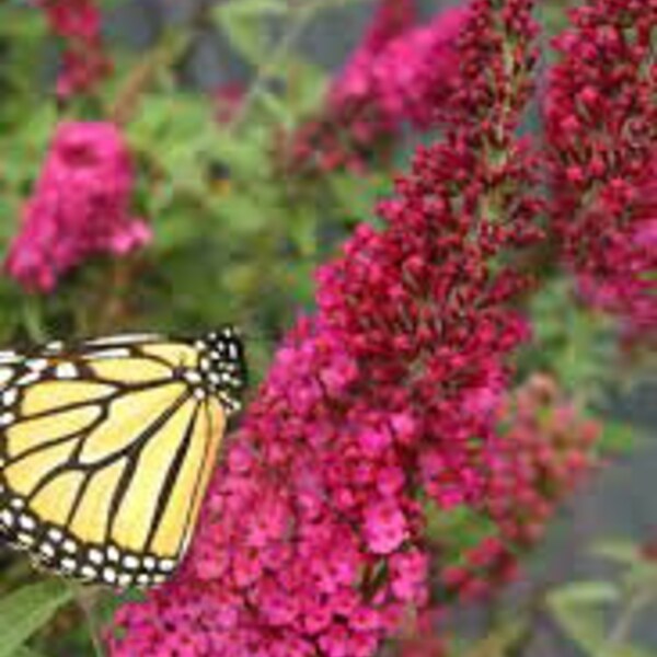 Attracts Butterflies - Etsy