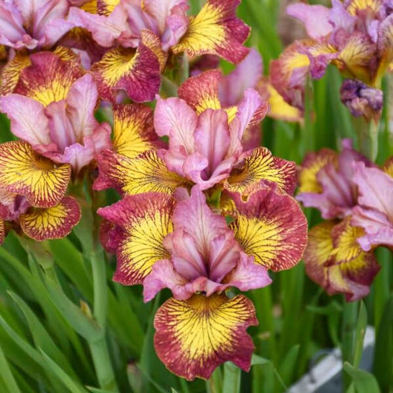 Iris Siberian 'fiddles on Fire' Unique Mauve-rose Flowers, Striking ...