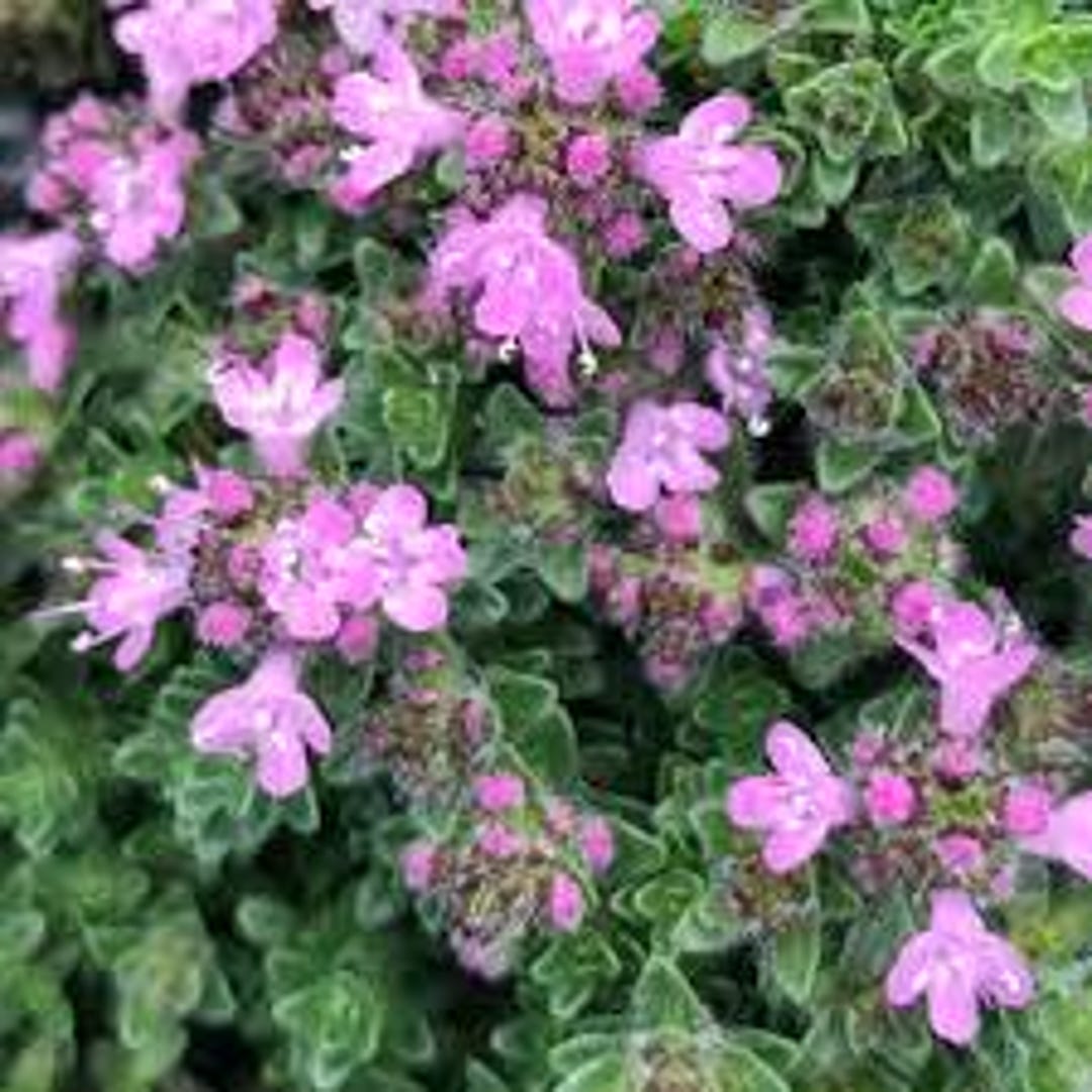 Creeping Pink Thyme 'pink Chintz'-pink Flowers Fragrant Evergreen Herb ...